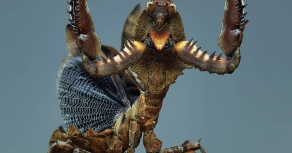 Parablepharis kuhlii kuhlii - MANTODEA - Shop | Mantids, Phasmids and more