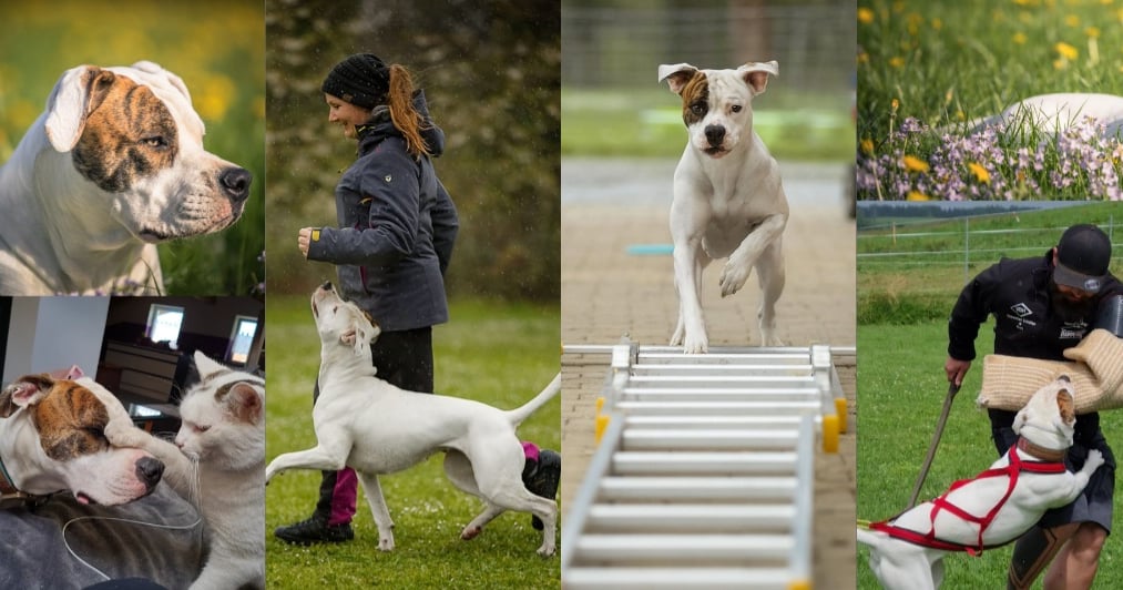 Home | Independent American Bulldogs