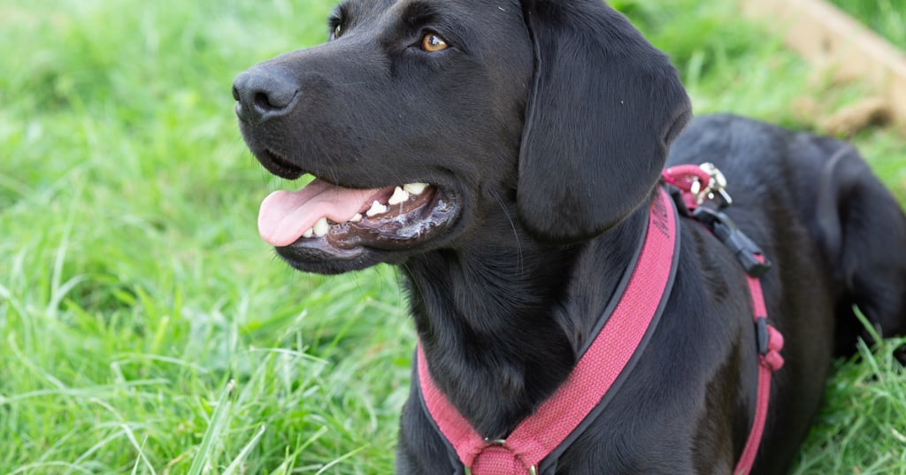 Jagdkontrolltraining - Hundeschule | Altländer Hunde