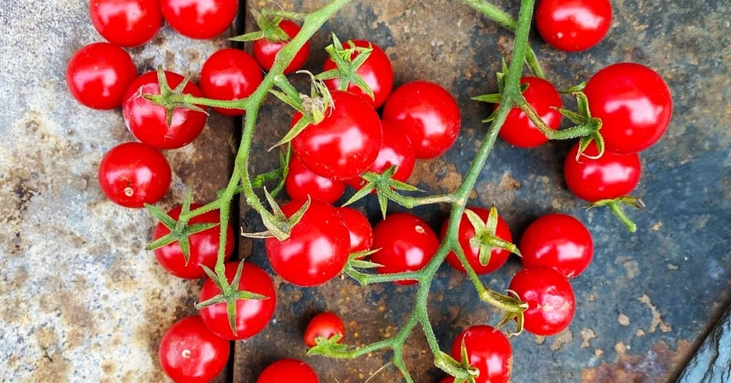 NEU 2022: Rote Murmel Wildtomate (Dwarf) - Bunte Zwergtomaten (Dwarfs ...