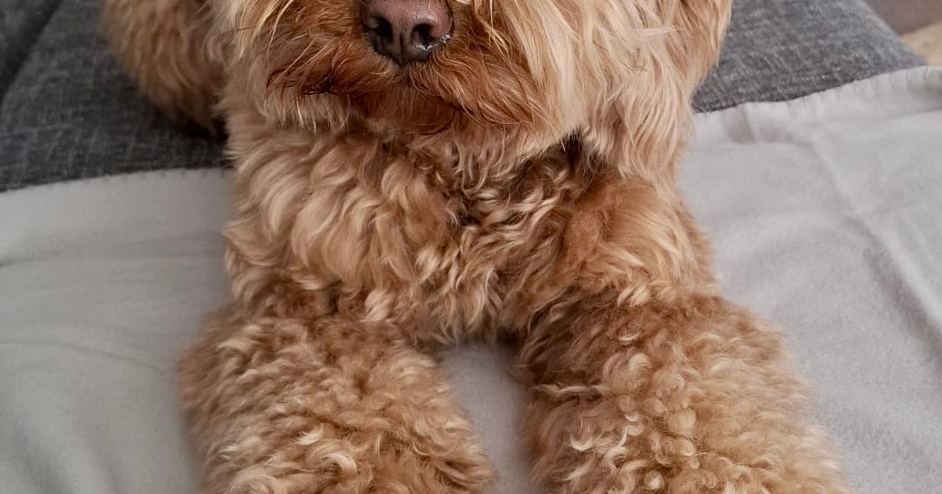 Lexi en Nuno 2024 - Nestjes | Doodle Connect