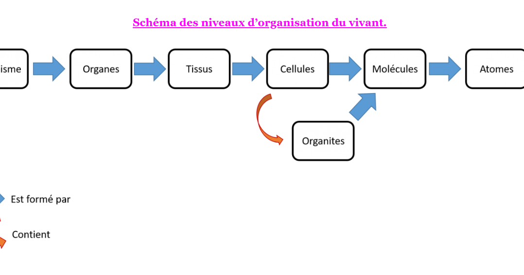 thème 1 chapitre 1 - Seconde - Cours | SVTMoissan