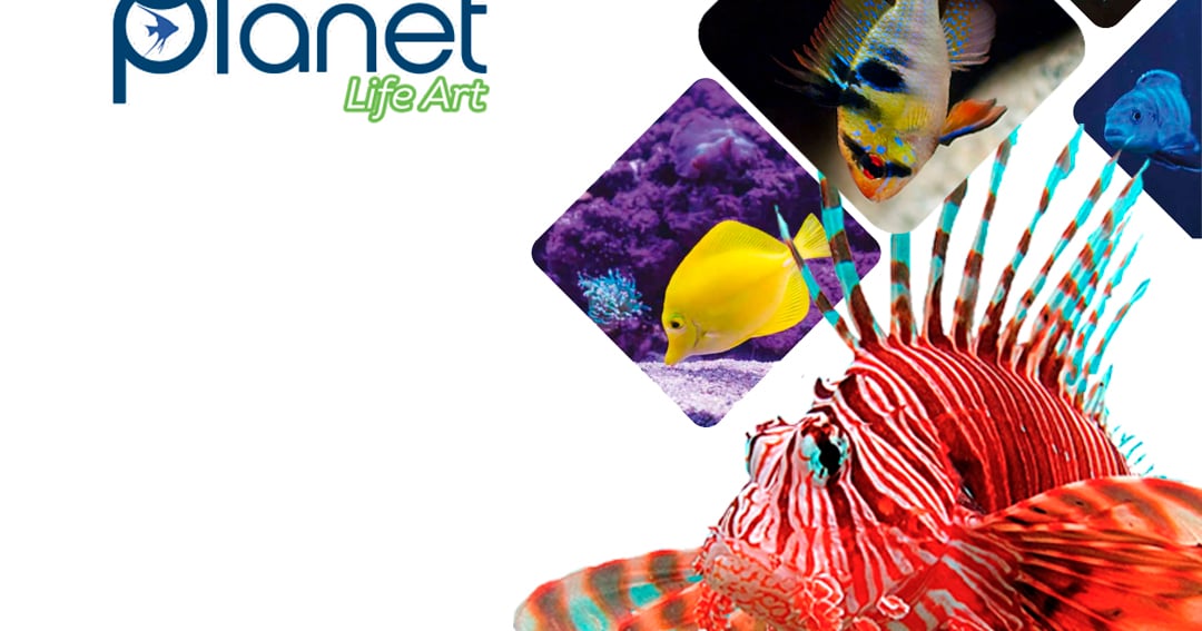 Tienda online | Blue-planet Tropical Design