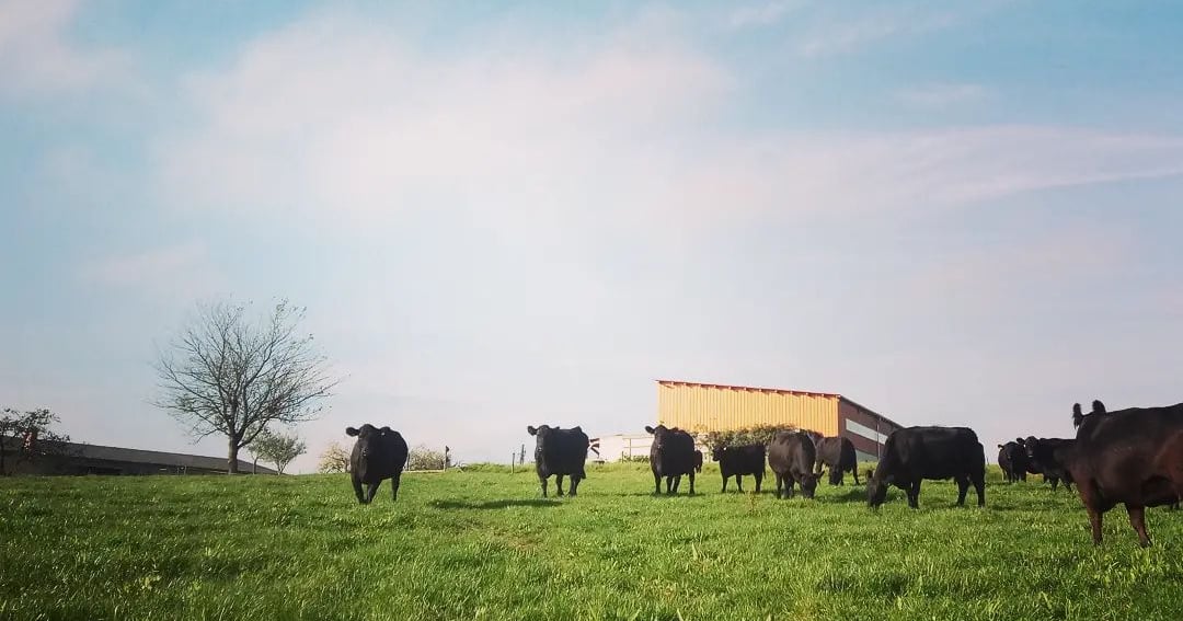 Rindertalg vom Bio grass-fed Beef | Für perfektes Braten, Frittieren & Co.