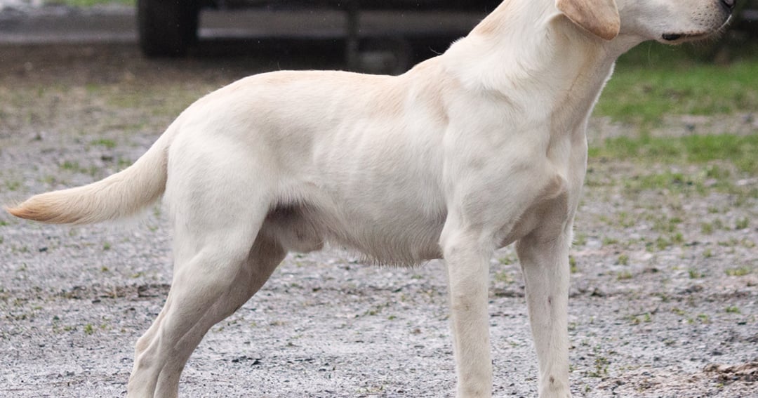 C-Litter - Litters - Dogs & Breeding | Purefield