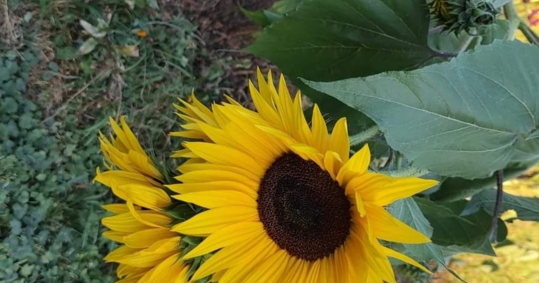 Freie Gärten | Kgv Zur Sonne e.V.