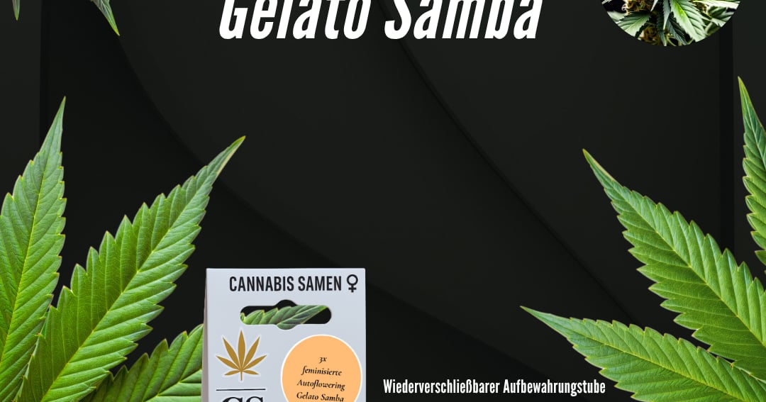 Auto Gelato Samba - Autoflowering - Shop | Dein Hanfsamen Shop aus ...