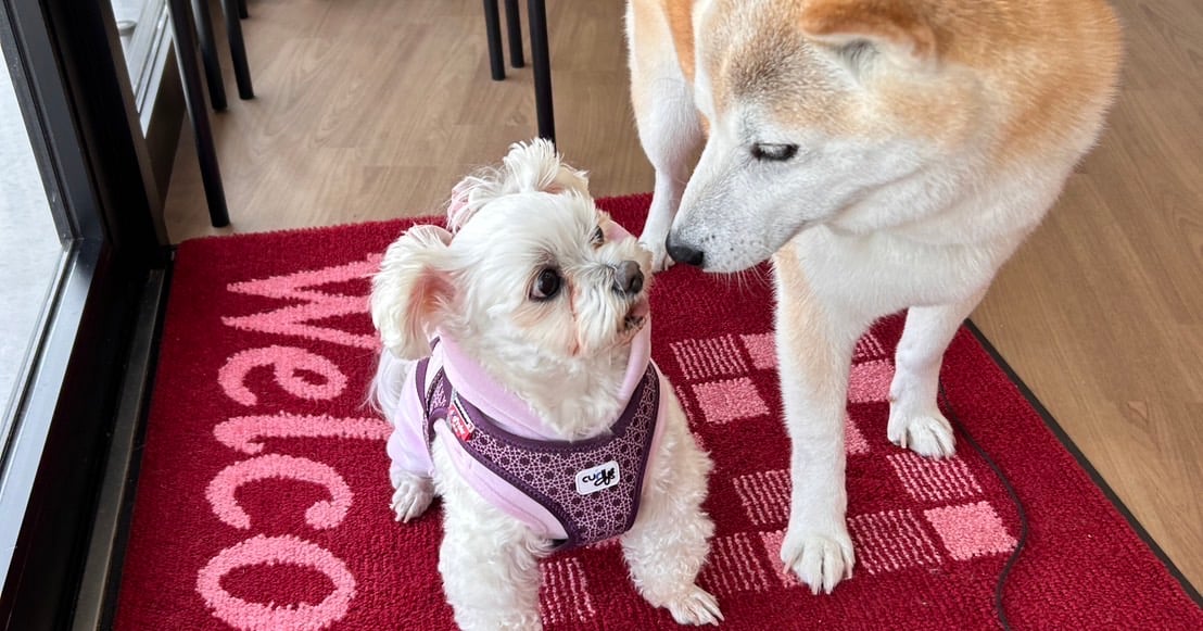 ご予約 | Wan Smile