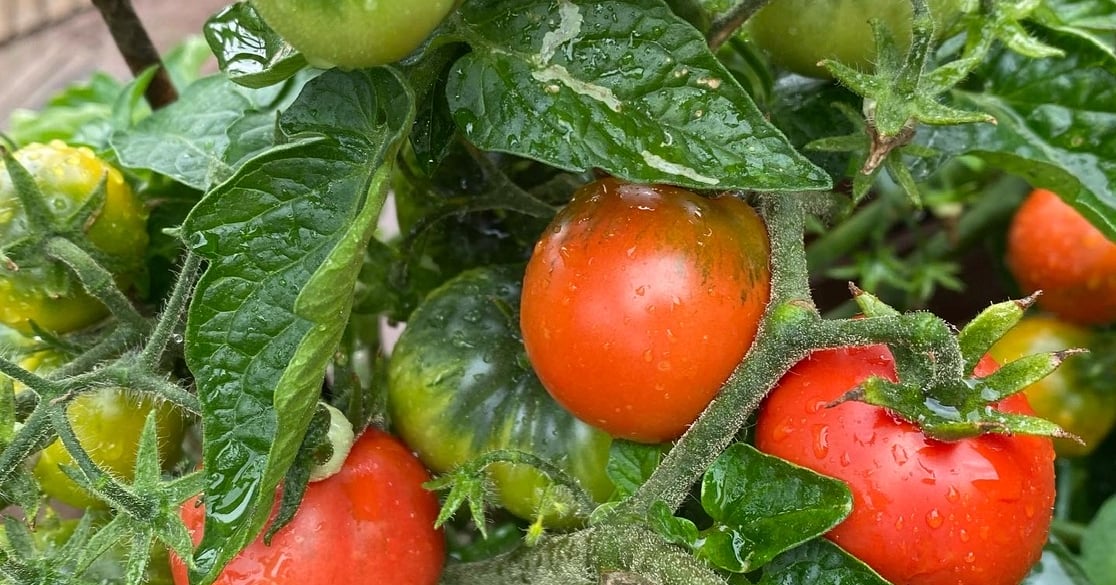 NEU 2023: Zuckerbusch (Micro Dwarf) Tomate - Bunte Balkontomaten (Micro ...