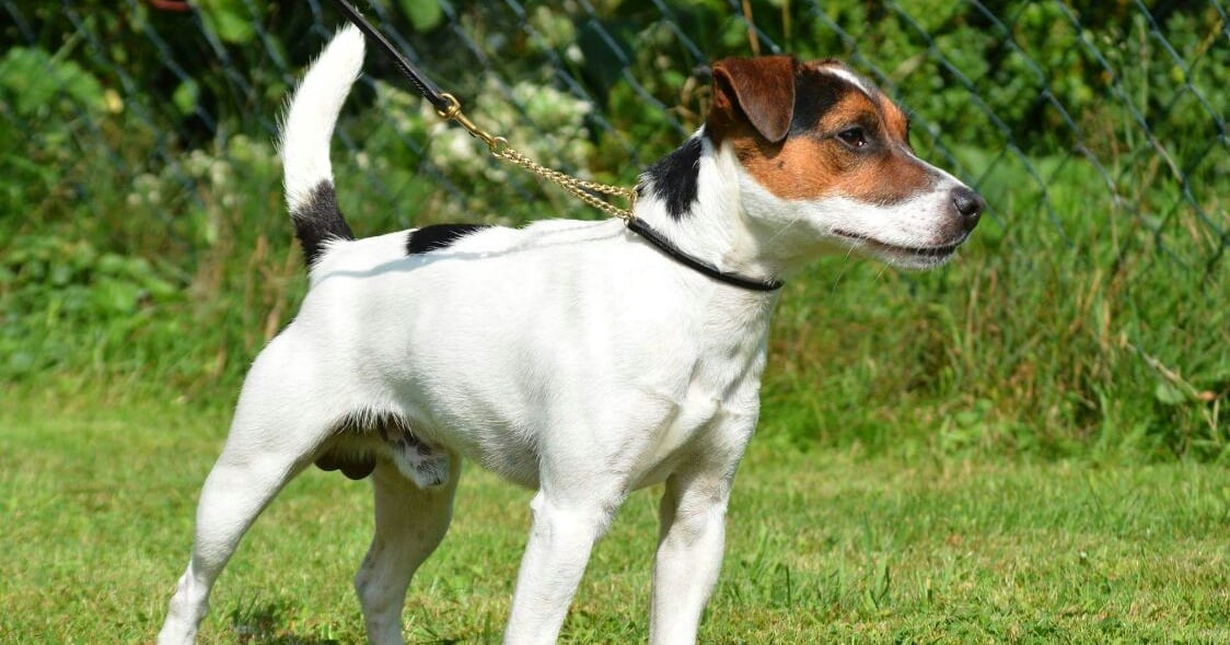 Home | Forest Fellows Jack Russell Terrier