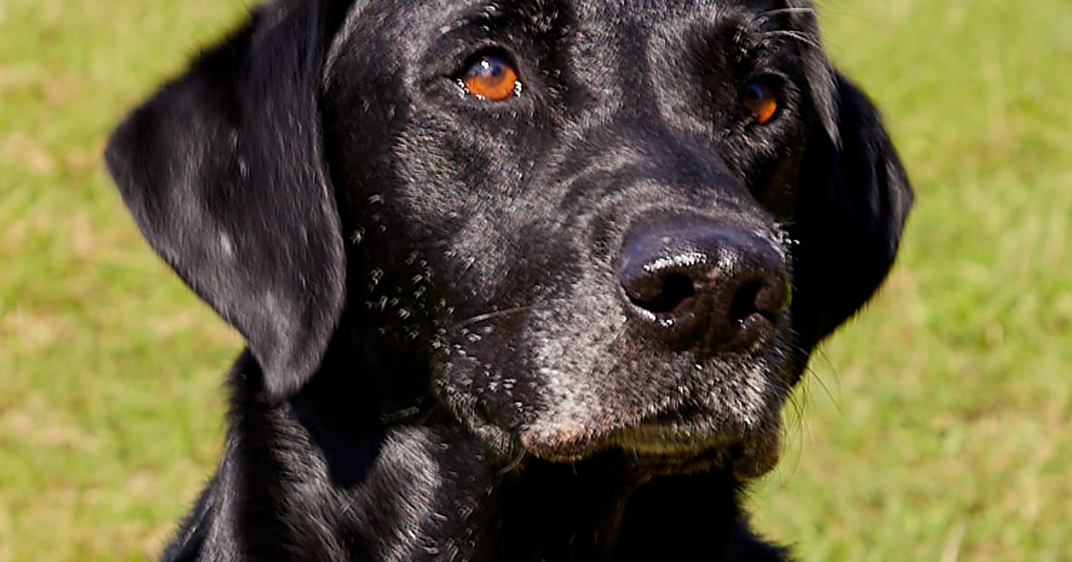 In our Hearts - Dogs & Breeding | Purefield