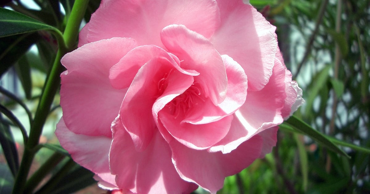 Nerium Oleander Splendens Giganteum - Shop | Oleanderträume
