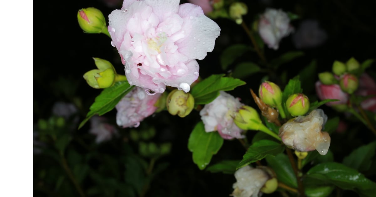 Gallery Lens | mabito-sakamoto