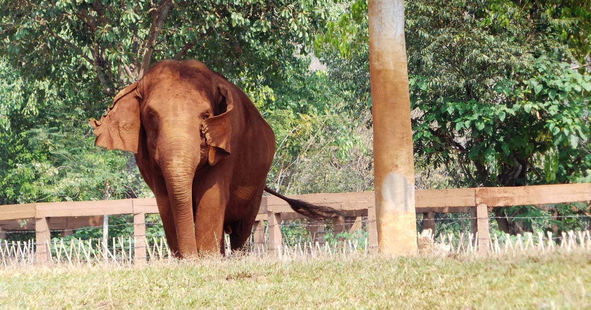 Adoptie Sri Nuan met GRATIS boek en USB - Winkel | Olifanten Adopteren Shop