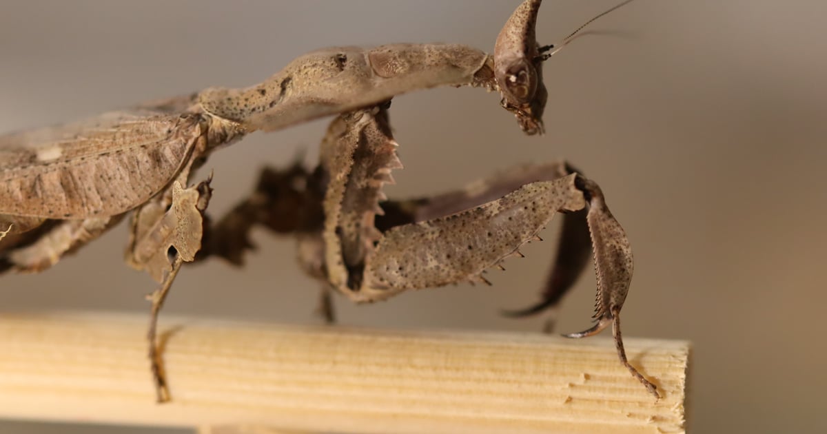 Parablepharis kuhlii asiatica - Gottesanbeterinnen - Shop | Holy Mantis