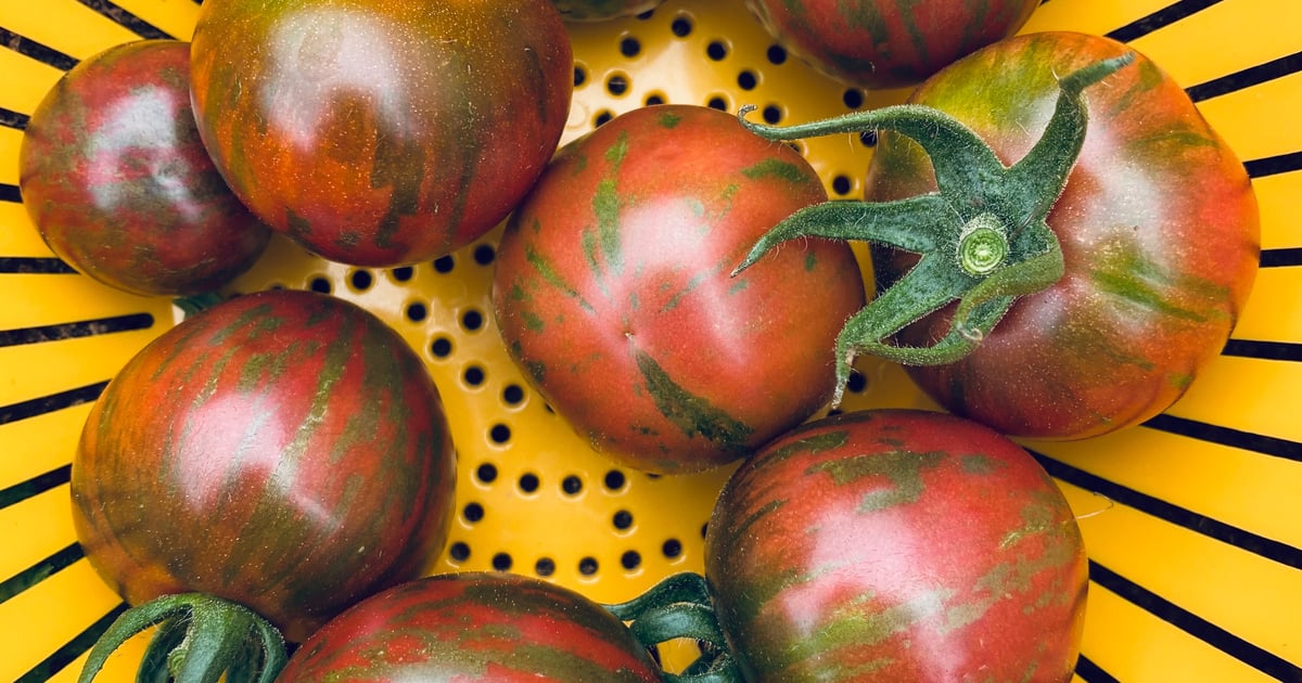 Sugar Plum Raspberry Tomate (Dwarf) - Bunte Zwergtomaten (Dwarfs bis 1 ...