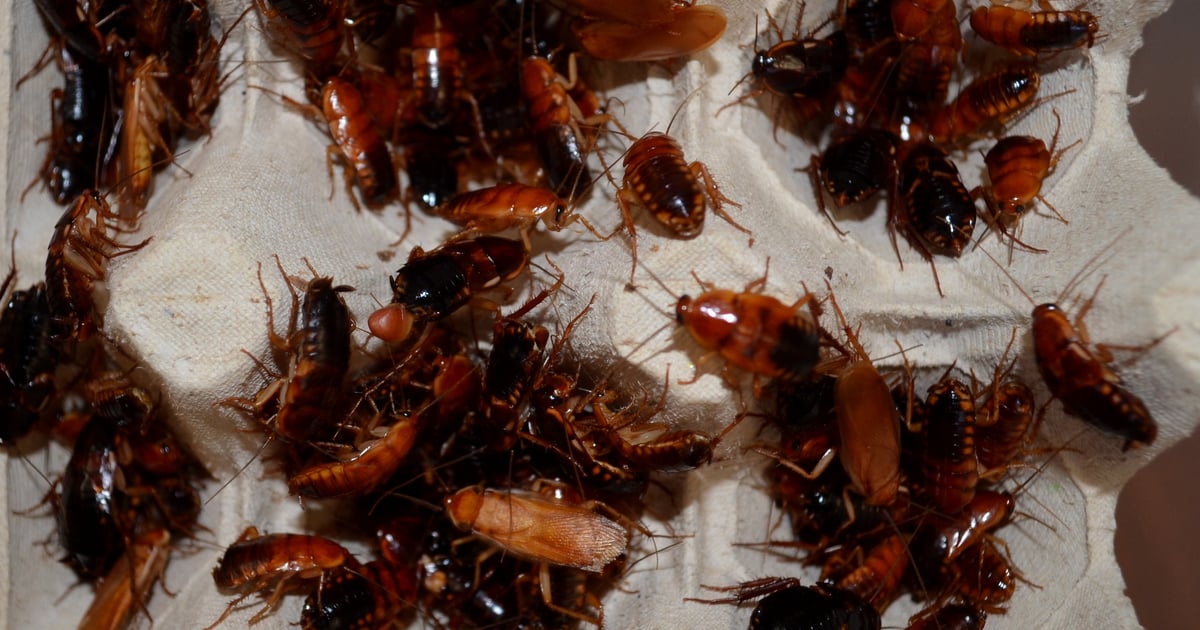 Shelfordella lateralis/ Red Runner - COCKROACHES AND FEEDERS - Shop ...