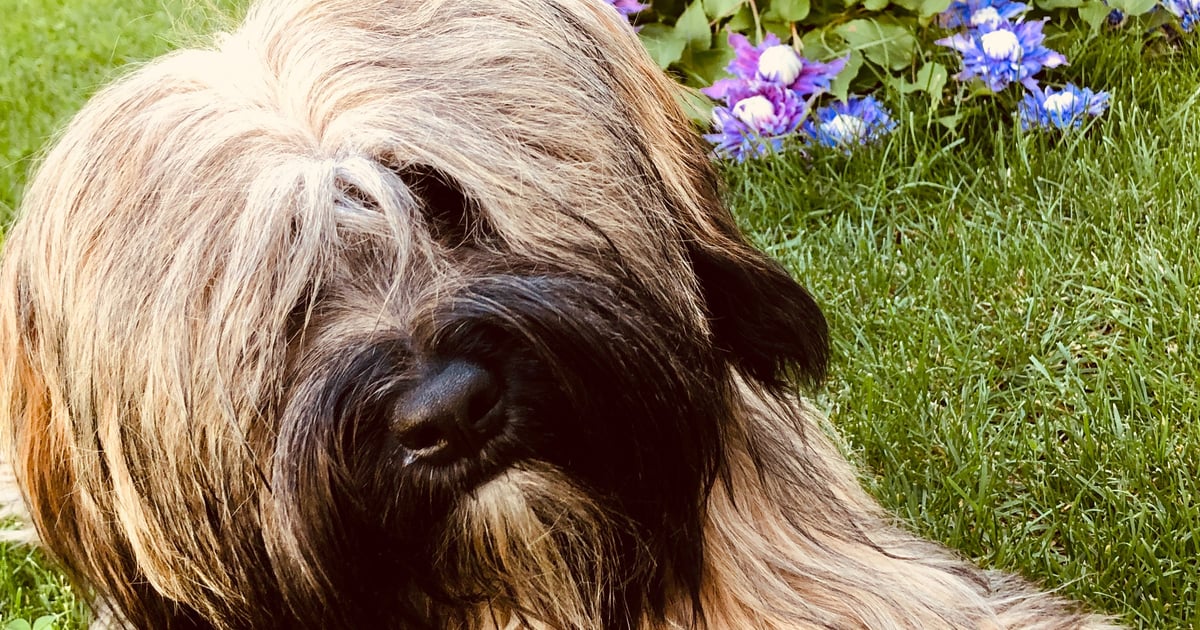 Portfolio | Energetische Tiertherapie Karin Furrer Fritzsche