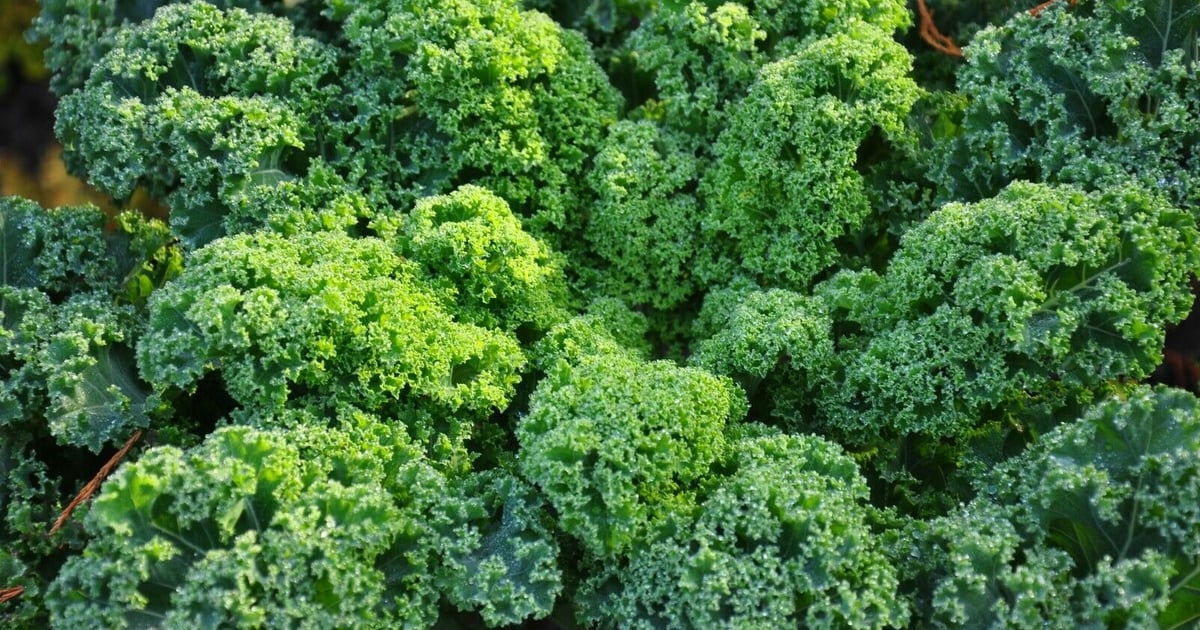 Grünkohl Braunkohl Kohl - frisches Gemüse - Shop | Büning ist lecker!