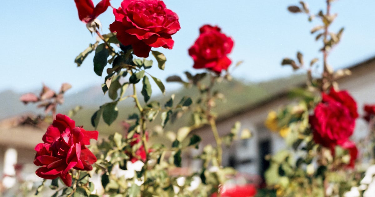 Contact | Oliver Rios