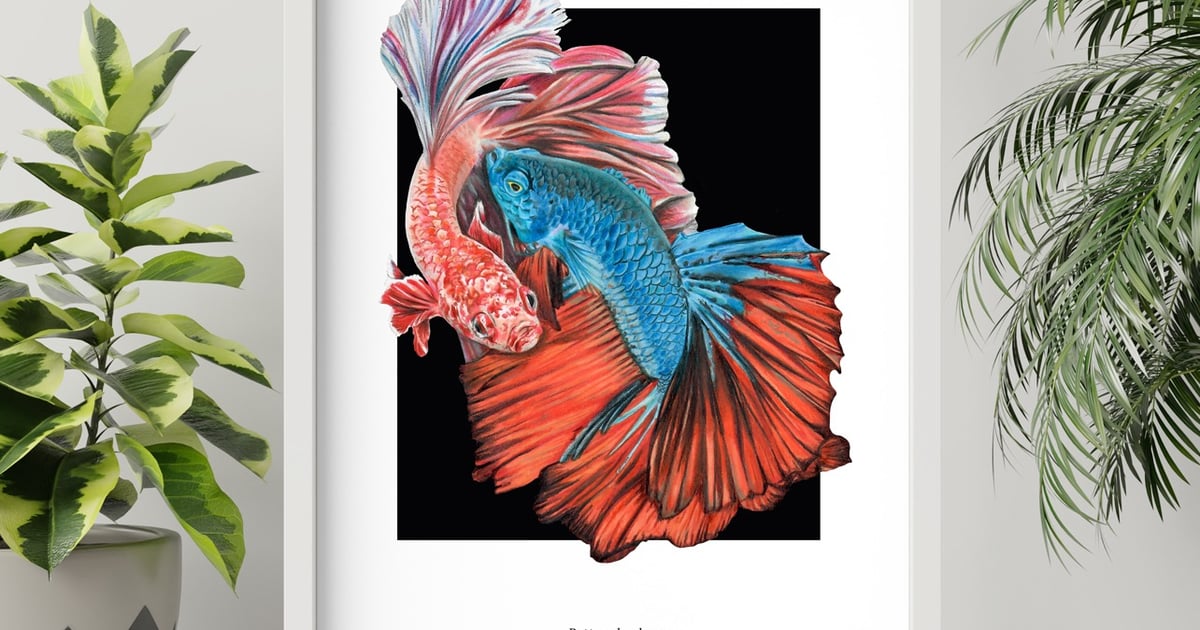 Betta splendens - poissons - shop | Julien Nowak