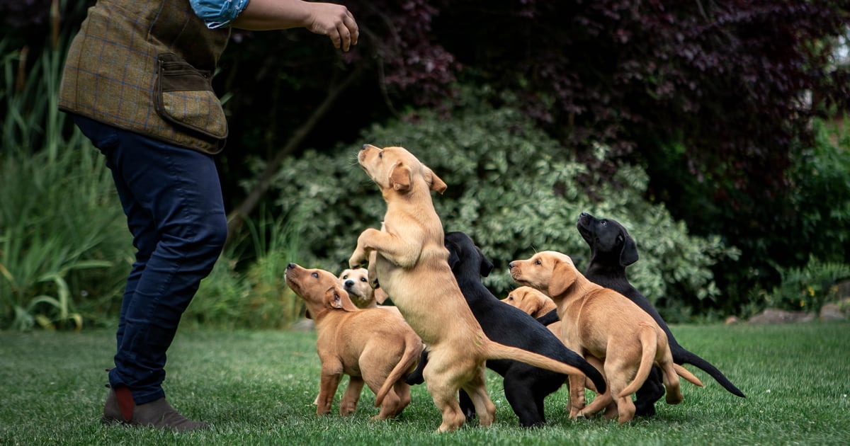 A-Wurf - Zucht | Linkwood Working Labradors