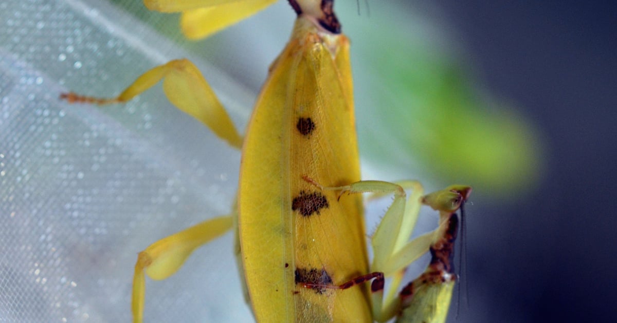 Helvia cardinalis - MANTODEA - Shop | Mantids, Phasmids and more