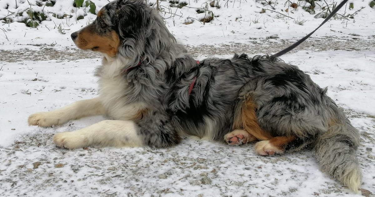 Australian Shepherd | www.goldinger-dogs.ch