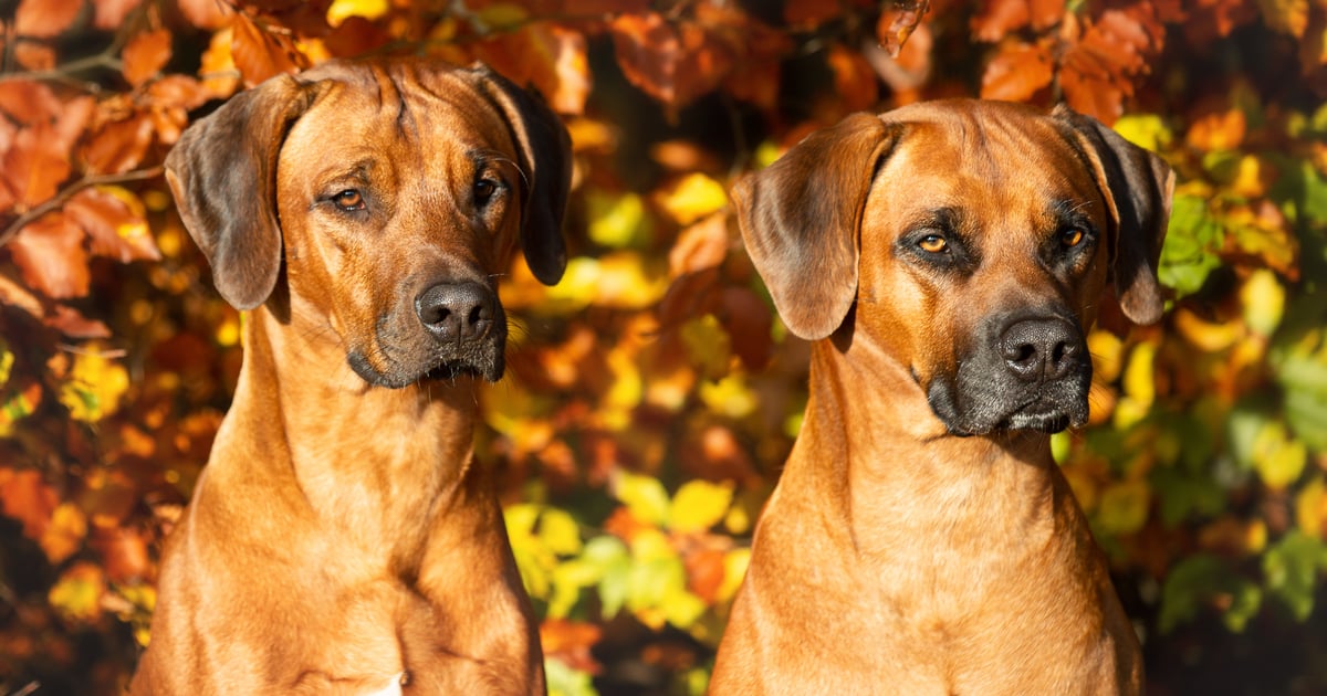 Unvergessen | Ridgeback-Austria