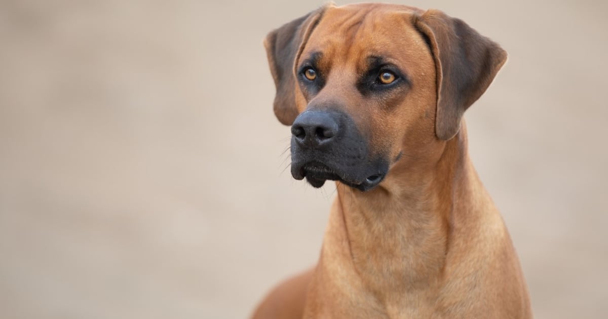 Lennox | Ridgeback-Austria