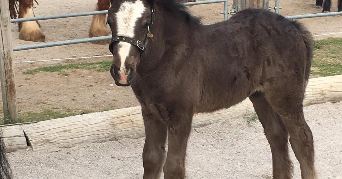 Aktuelles/News/Zu verkaufen | Sunny Mountain Ranch