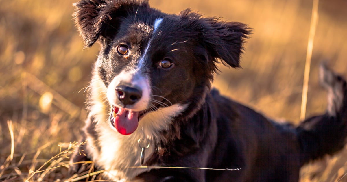 Tierkommunikation | Tierkommunikation Julia Flohr