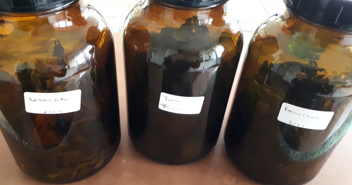 Kräuteranwendungen | Ruth Eberhardt-Kern