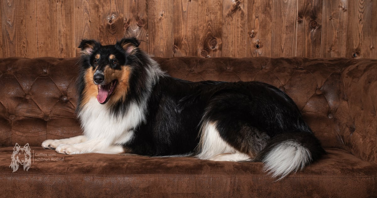 Angel - Unsere Collies | Collies vom schönen Rothtal