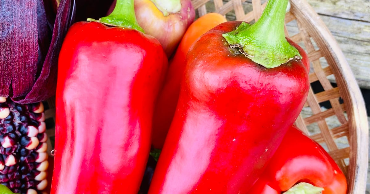 Marconi Rosso Paprika (Schärfe: 0) - Bunte Paprika und Chili - Shop ...