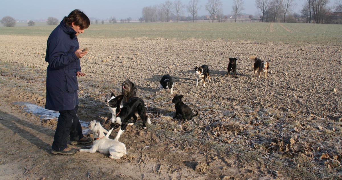 Meine Leistungen | Gassi Geh Service am Deister