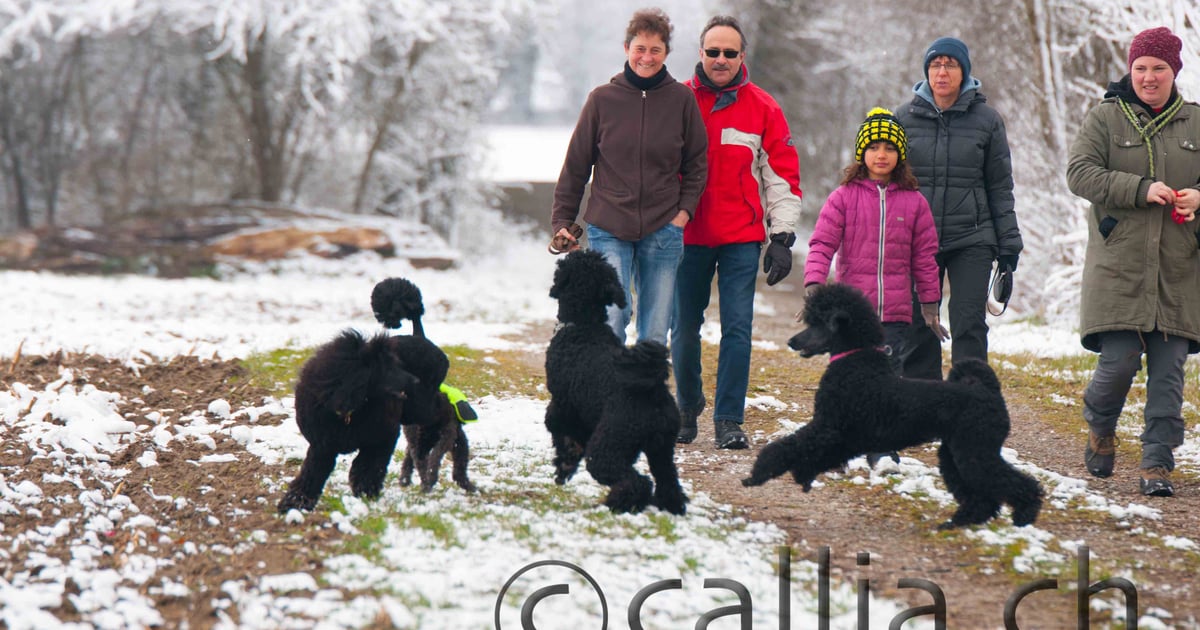 Pudeltreffen 2018 - Galerie | Schweizerischer Pudel-Club SPC Galerie