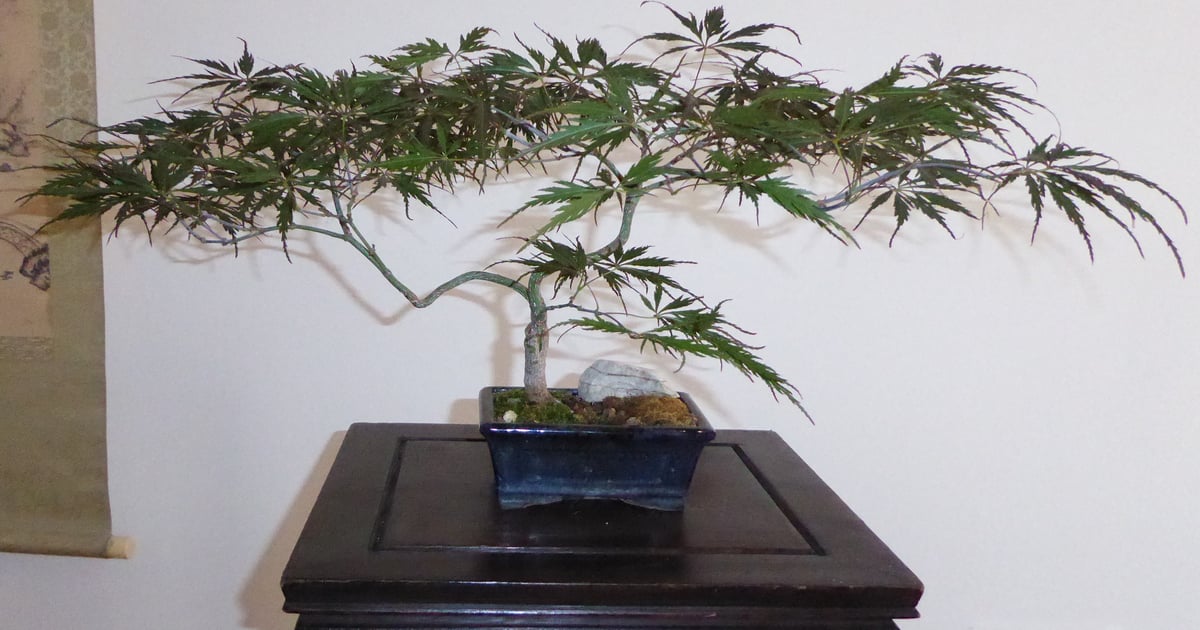 Calendrier | Bonsai club de Monaco