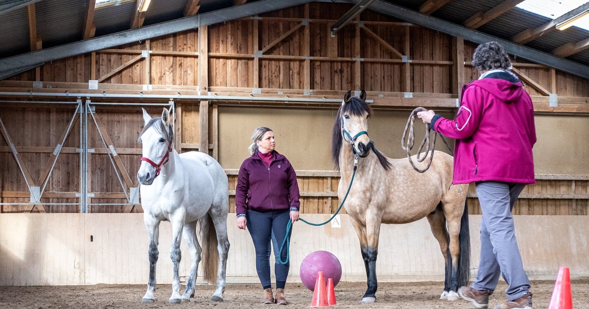 Pferdegestütztes Coaching | Deborah Florio