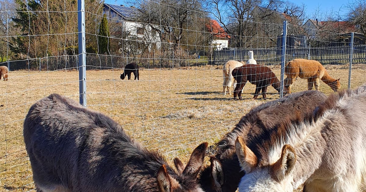 Unsere Angebote mit Alpakas/Eseln | Geniesst eine wunderschöne ...