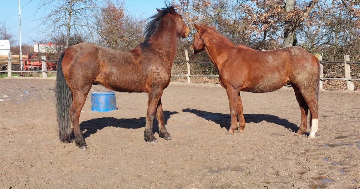 Videos | Old River Ranch