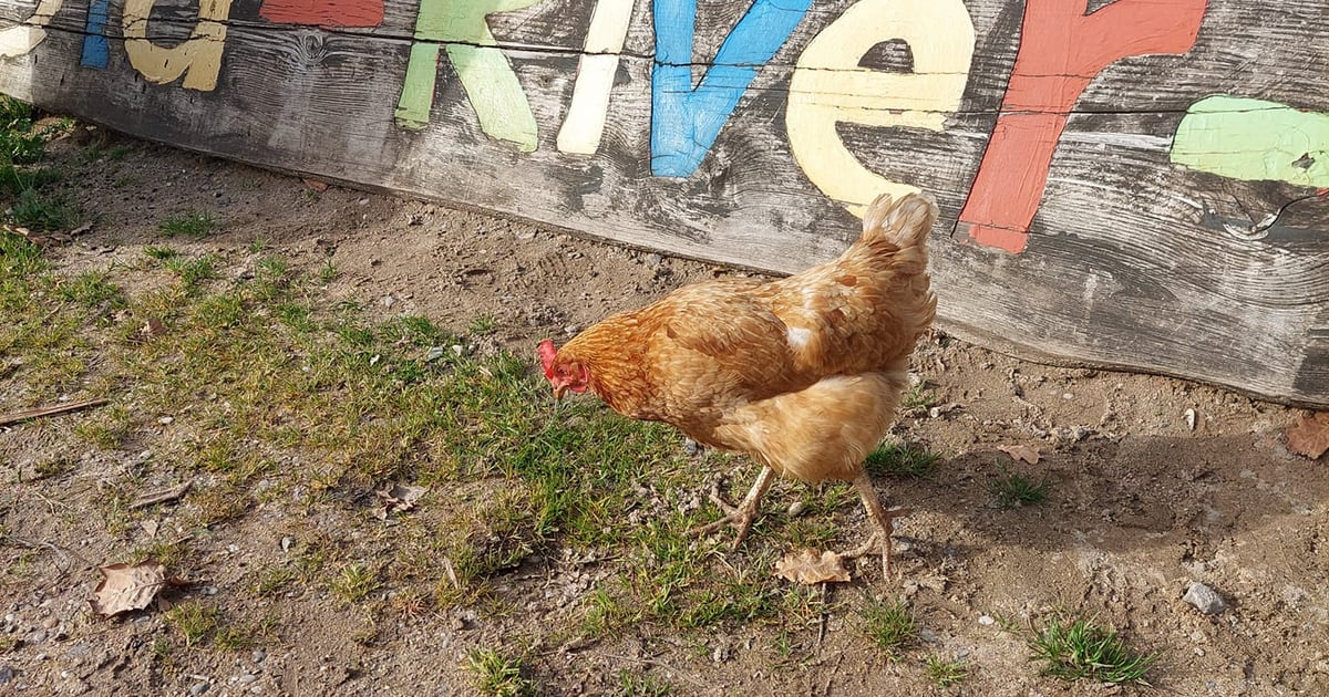 Kindergeburtstage | Old River Ranch