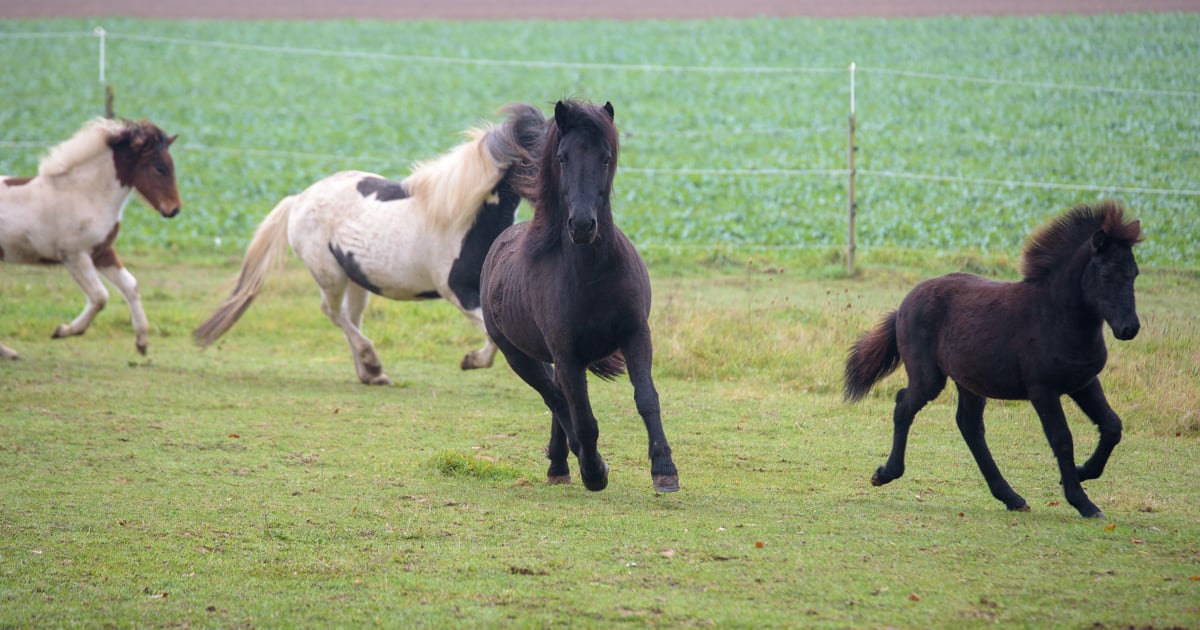 Laura von Svada-Kol-Kir - Stuten | Islandpferde vom Weserbogen