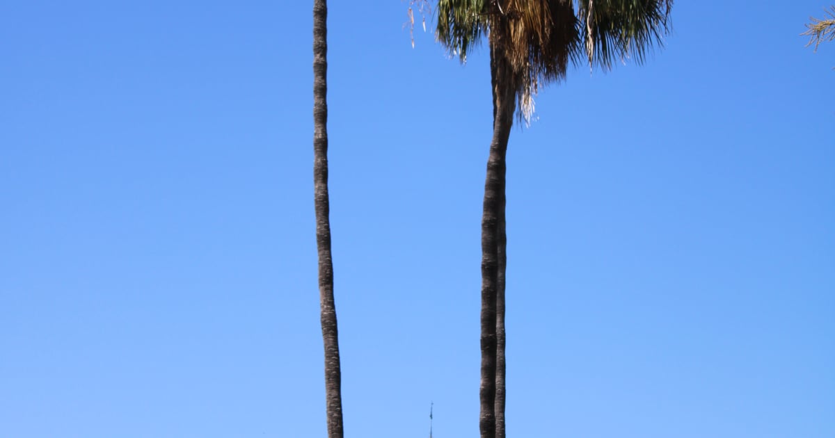 Balboa Palms (Color) - Store | Terptown Arts