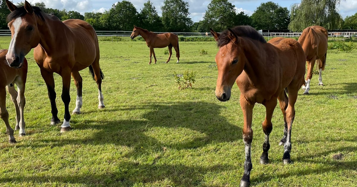 Fohlen 2022 - Fohlen - Zucht | Landpferdehof