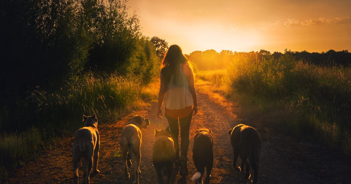 Preise Gassi-Geh-Service - Gassi-Geh-Service - Angebote | hundeALPHAbet