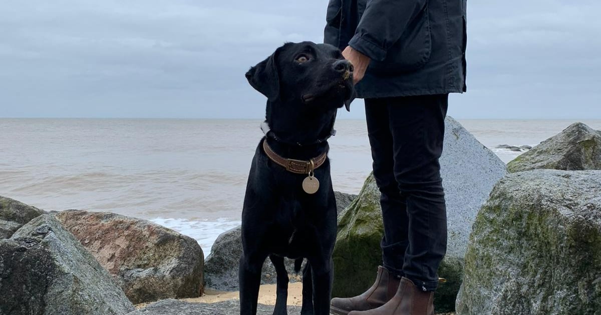 Home | Me and my Shadow dog walking services