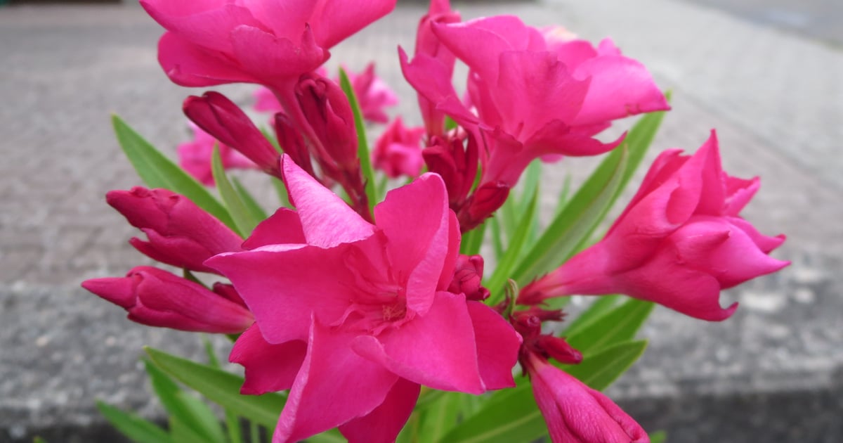 Nerium Oleander Antoine - Shop | Oleanderträume