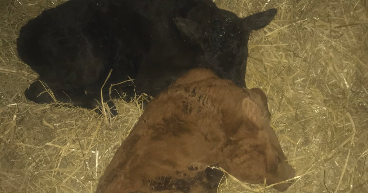 Rindfleisch - Leistungen | Simon Japes-Schulte