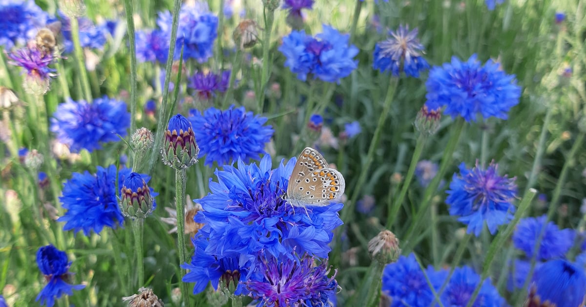 Kontakt | Nabulon's Biohof